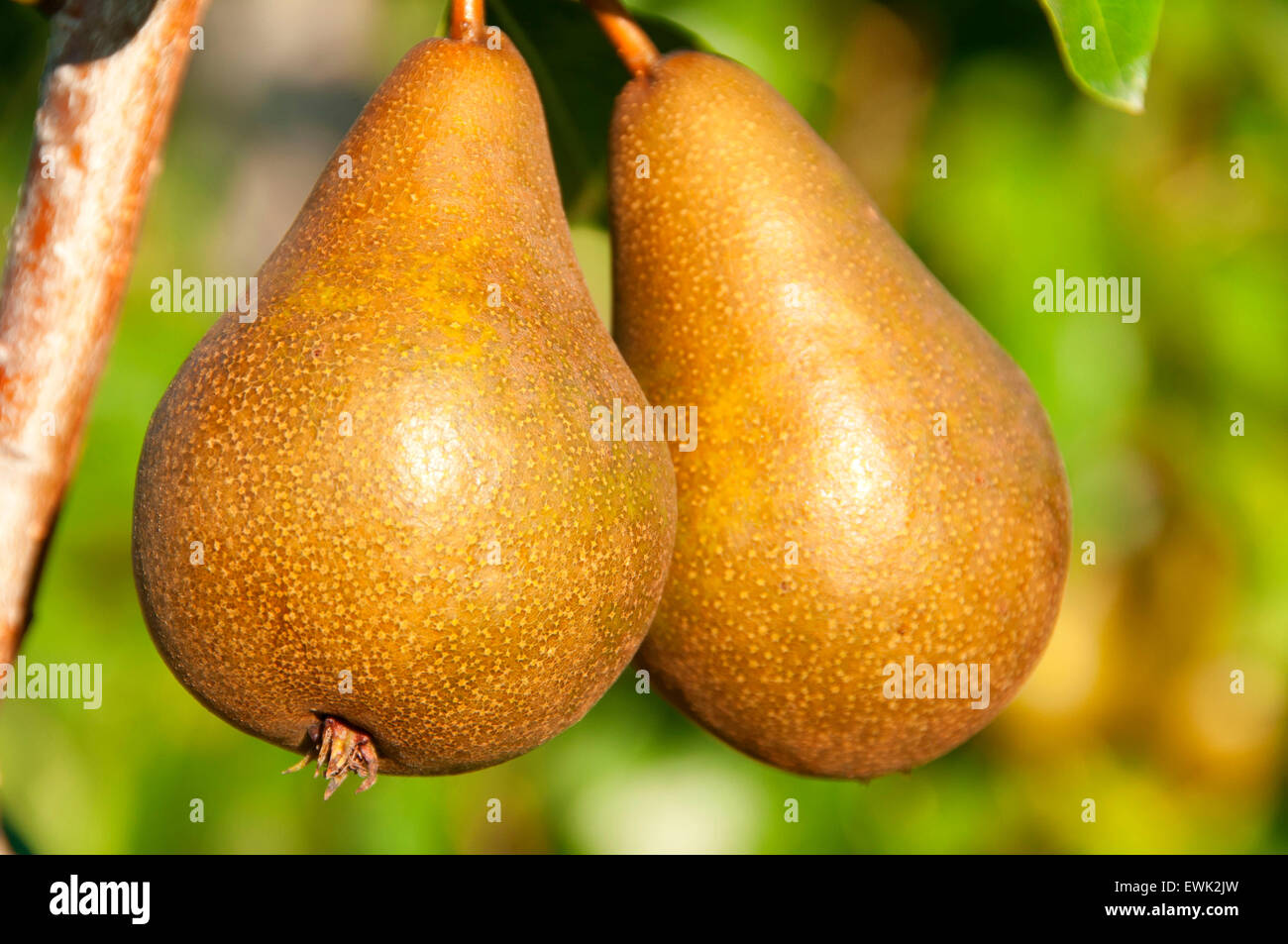 Pears, Hood River County, Oregon Stock Photo - Alamy