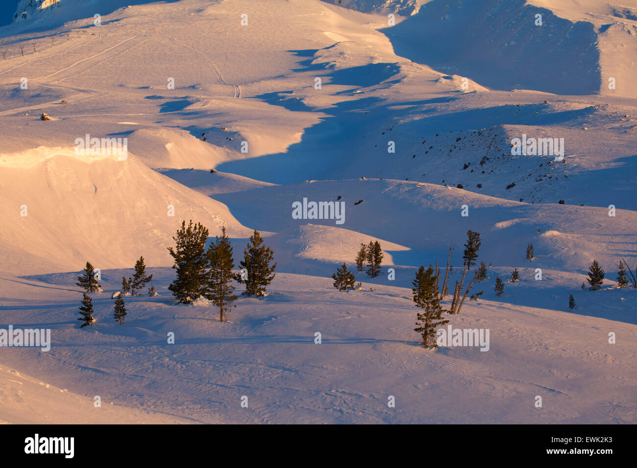 Timberline forest hi-res stock photography and images - Alamy