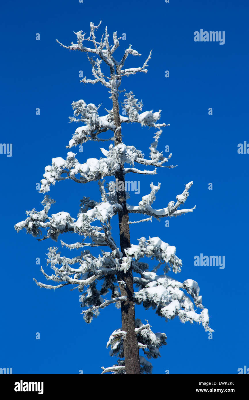 Winter forest along Pacific Crest Trail, Mt Hood National Forest ...