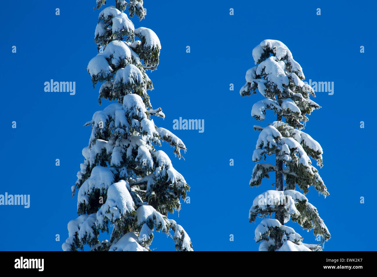 Winter forest along Pacific Crest Trail, Mt Hood National Forest ...