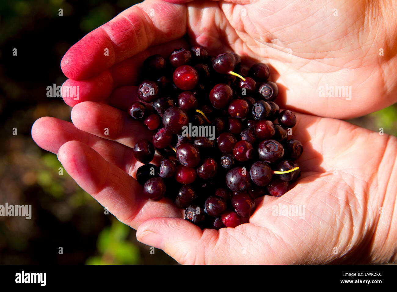 Huckleberries, Olallie Lake Scenic Area, Mt Hood National Forest ...
