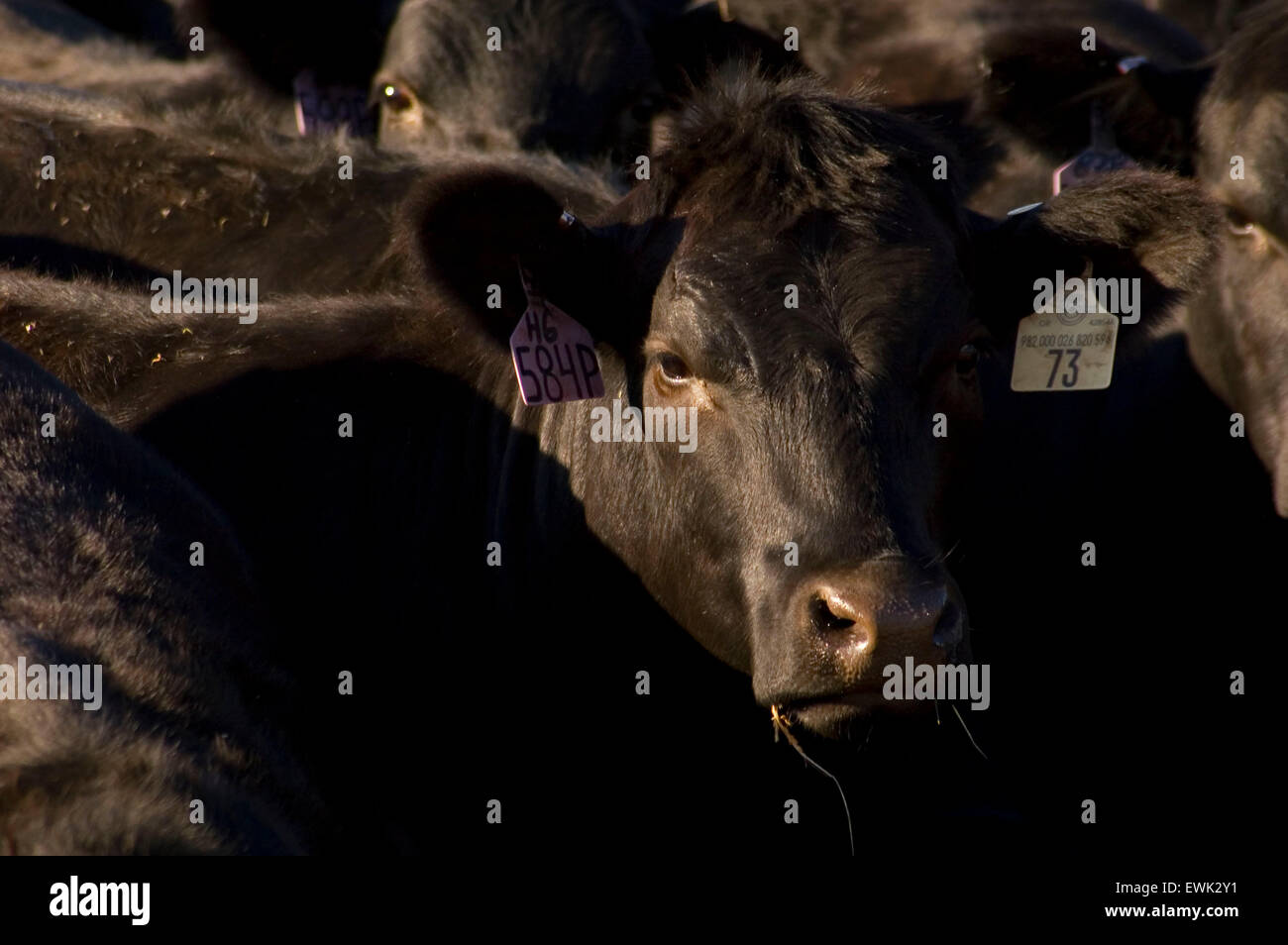 Logan Valley cattle, Malheur National Forest, Oregon Stock Photo - Alamy