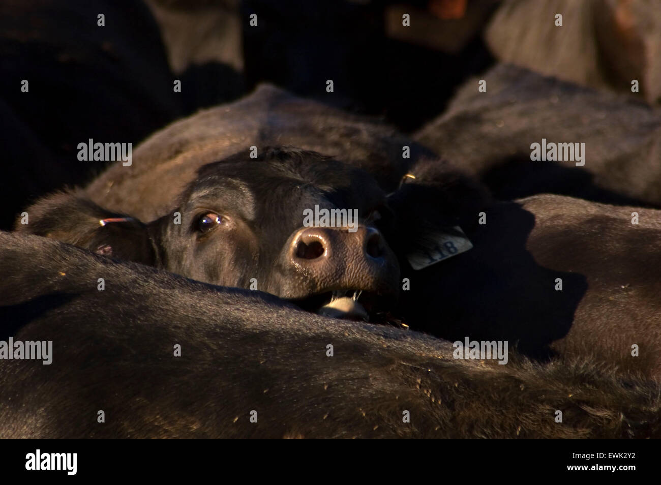 Logan Valley cattle, Malheur National Forest, Oregon Stock Photo - Alamy