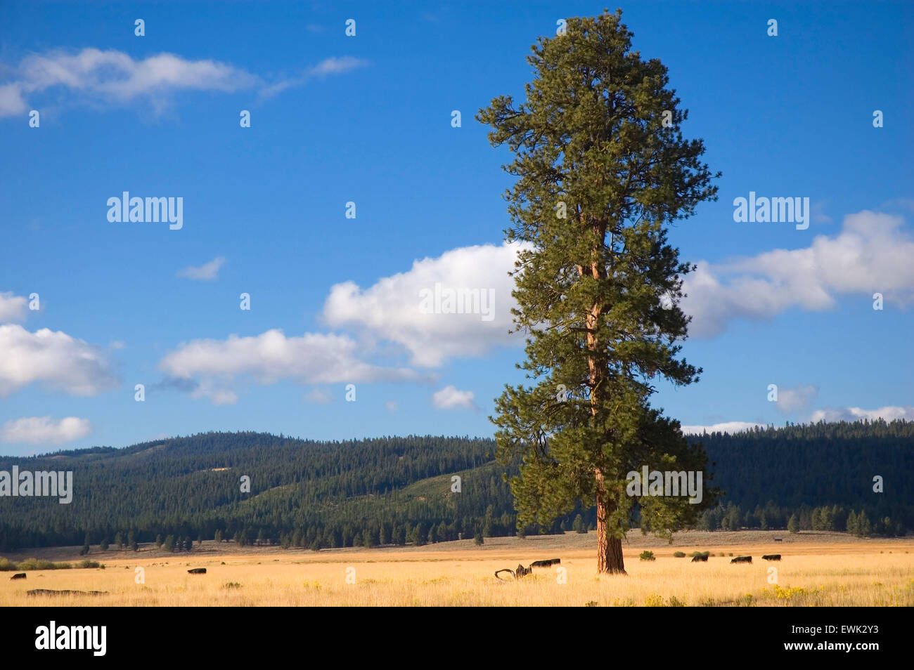 Logan Valley pine, Malheur National Forest, Oregon Stock Photo - Alamy