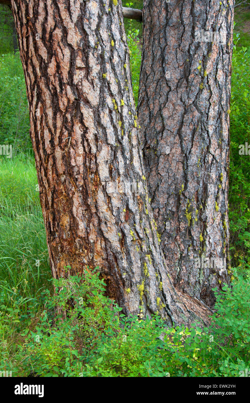 Ponderosa pine (Pinus ponderosa), Malheur National Forest, Oregon Stock ...