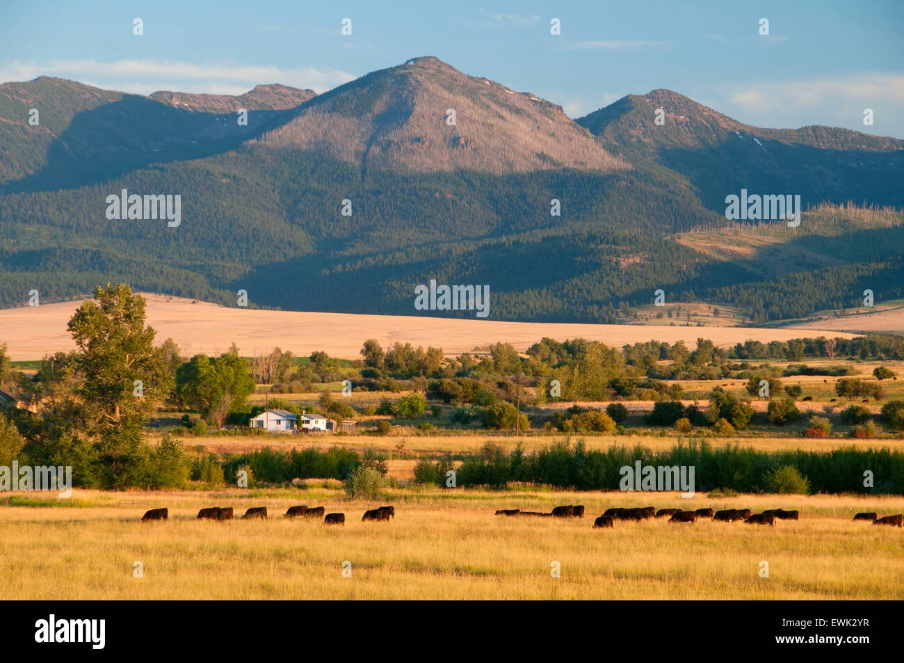 Strawberry valley hi-res stock photography and images - Alamy