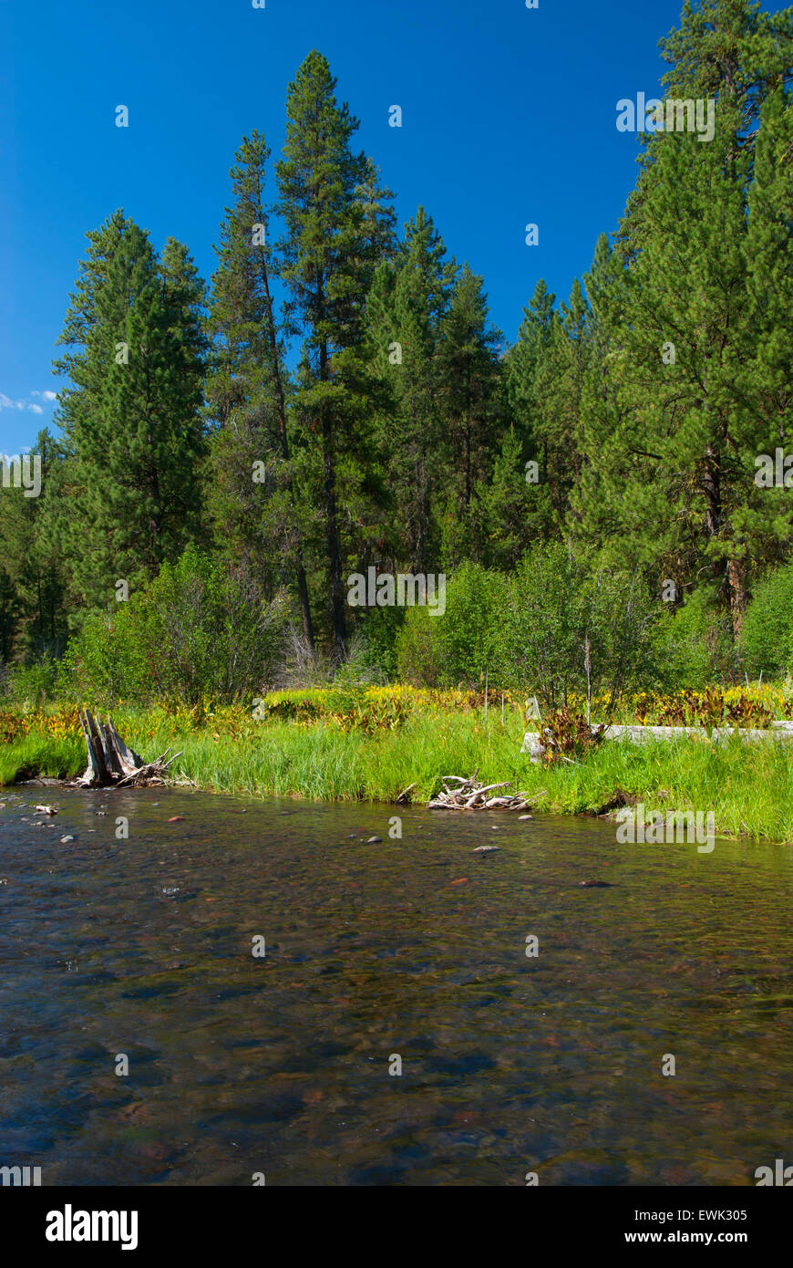 North Fork Malheur Wild and Scenic River, Malheur National Forest ...