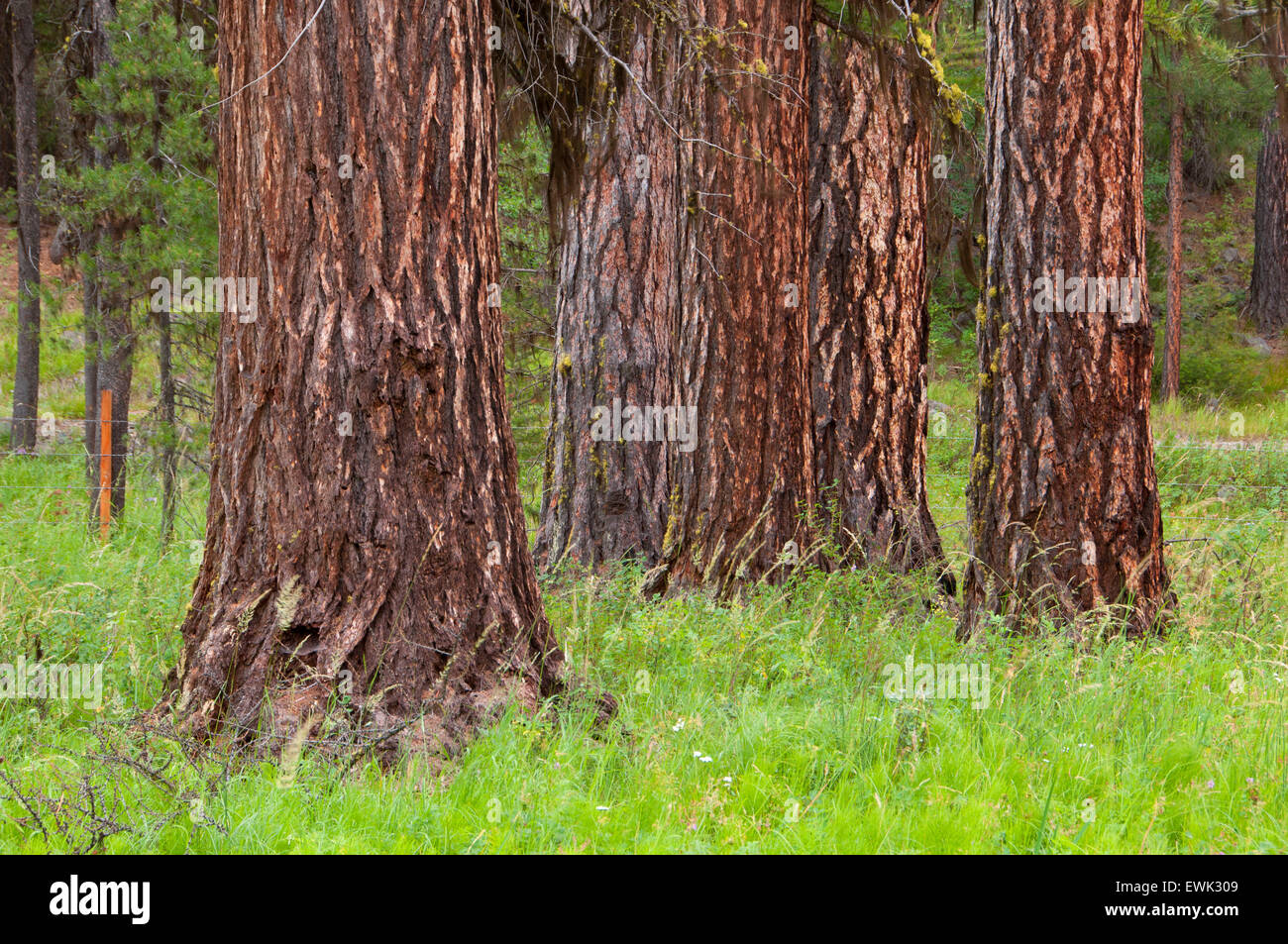 Larch, North Fork Malheur Wild and Scenic River, Malheur National ...