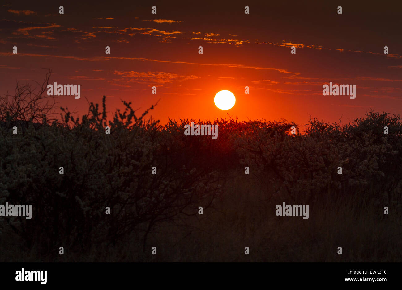 Sunrise over the Green Kalahari, South Africa Stock Photo - Alamy