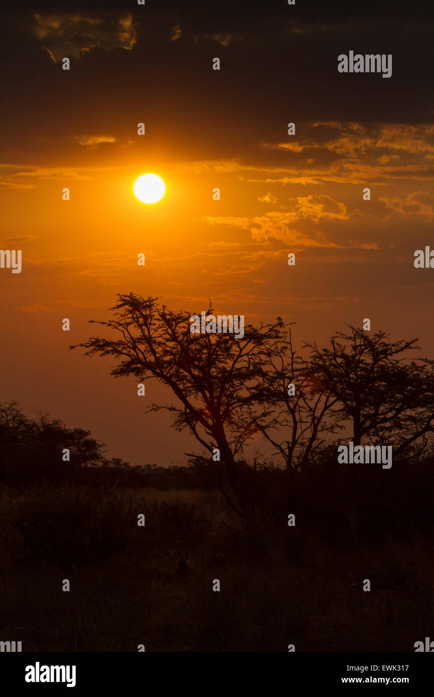 Green kalahari hi-res stock photography and images - Alamy