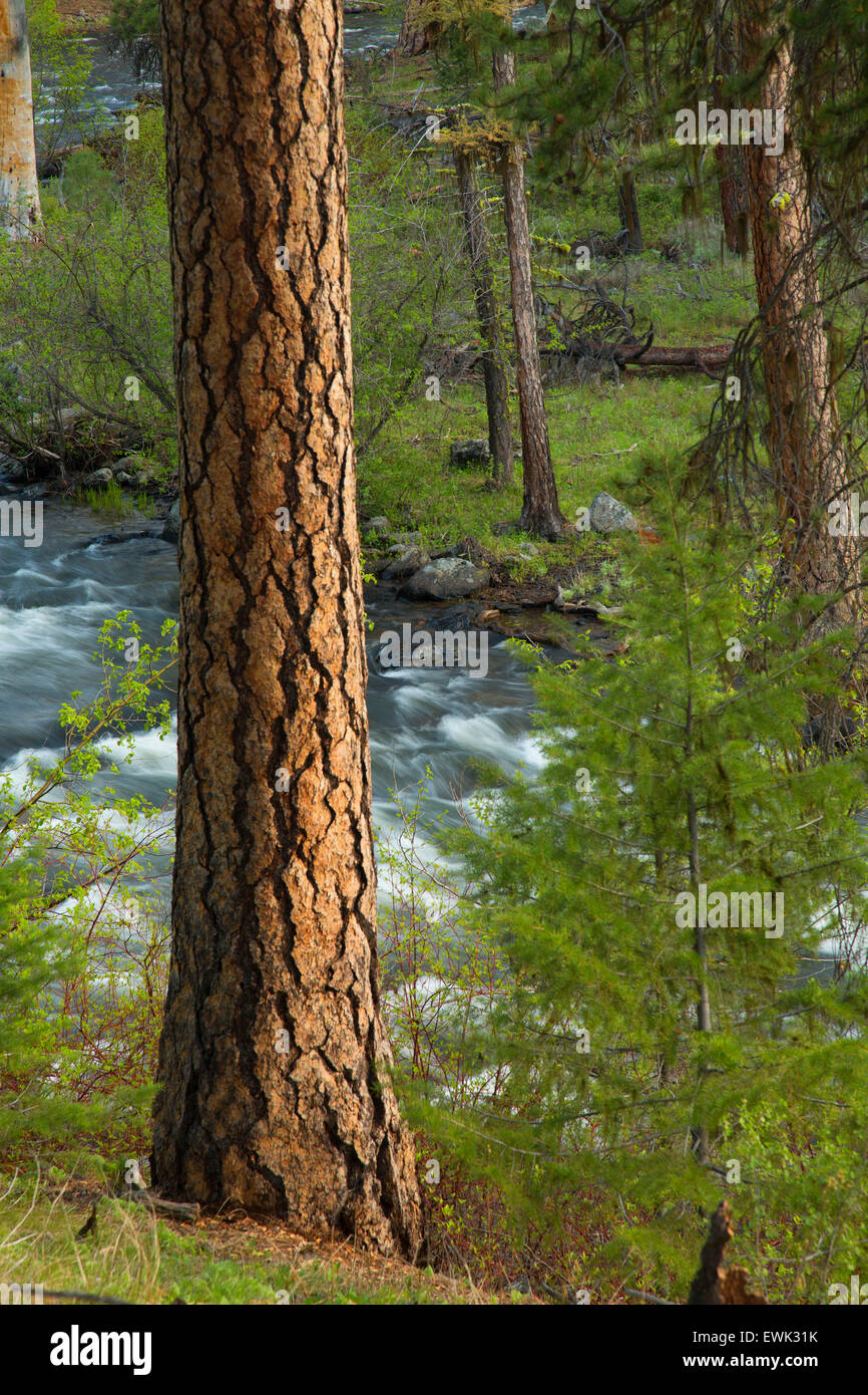 Malheur Wild and Scenic River with ponderosa pine, Malheur National ...