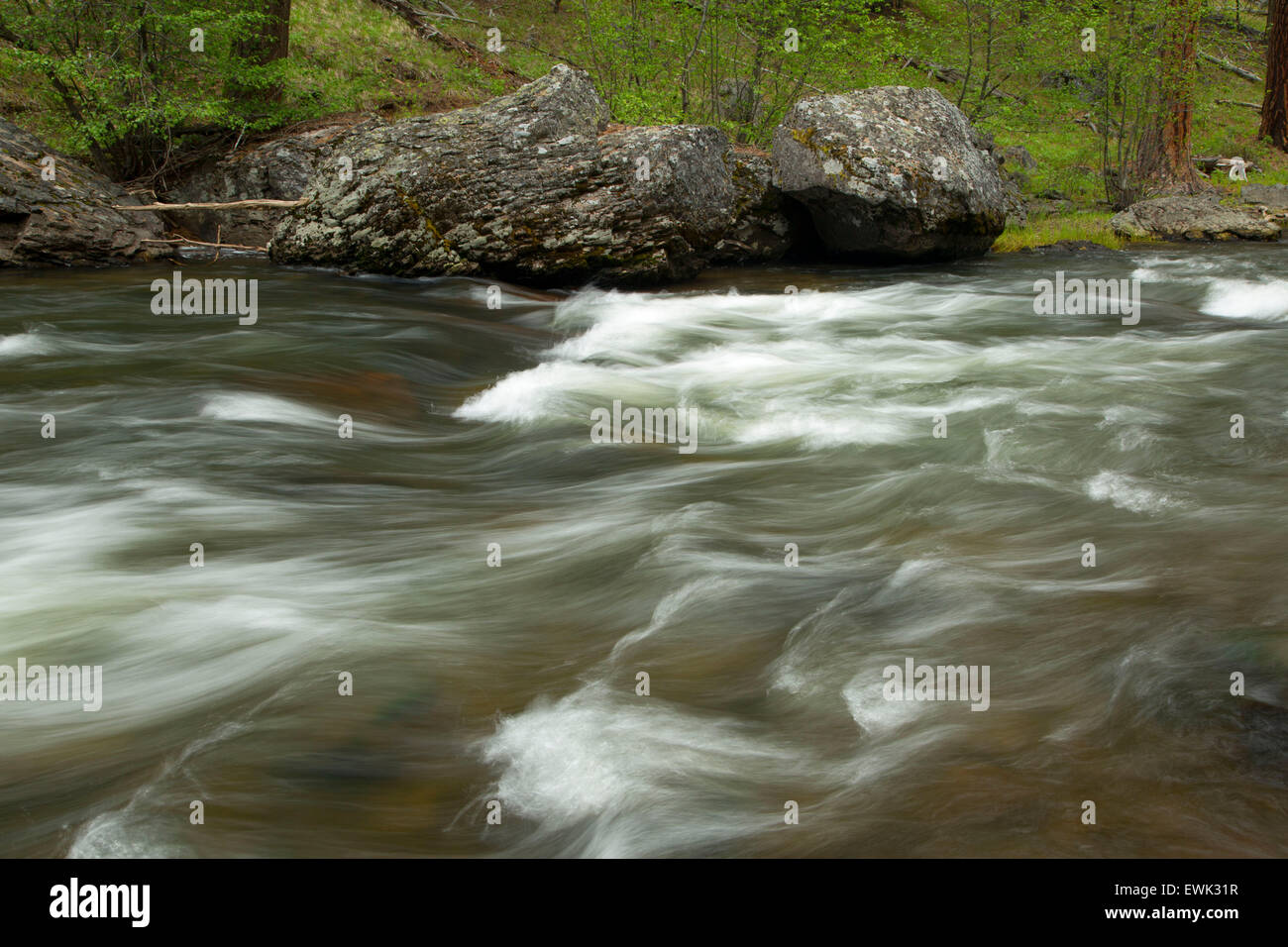 Malheur Wild and Scenic River, Malheur National Forest, Oregon Stock ...