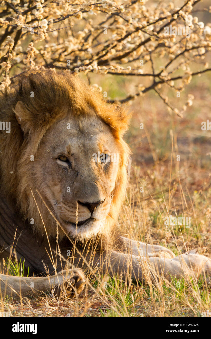 Adult male lion hi-res stock photography and images - Alamy