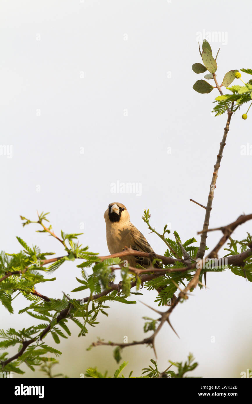 Sociable weaver bird, South Africa Stock Photo - Alamy