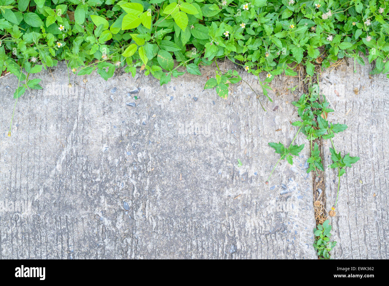 Tree growing on the crack concrete floor Stock Photo - Alamy