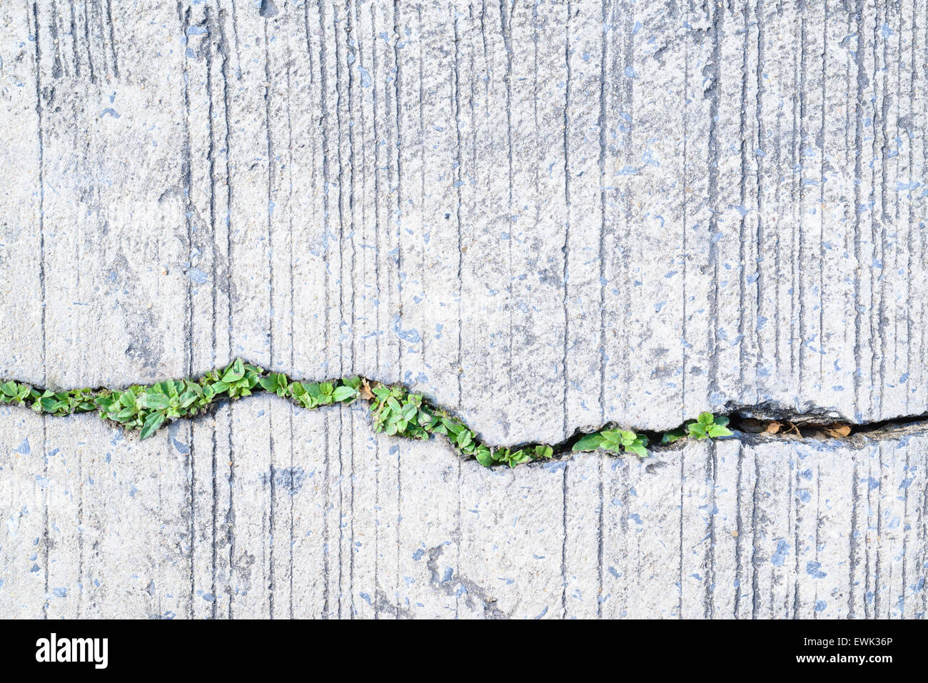 Tree growing on the crack concrete floor Stock Photo - Alamy