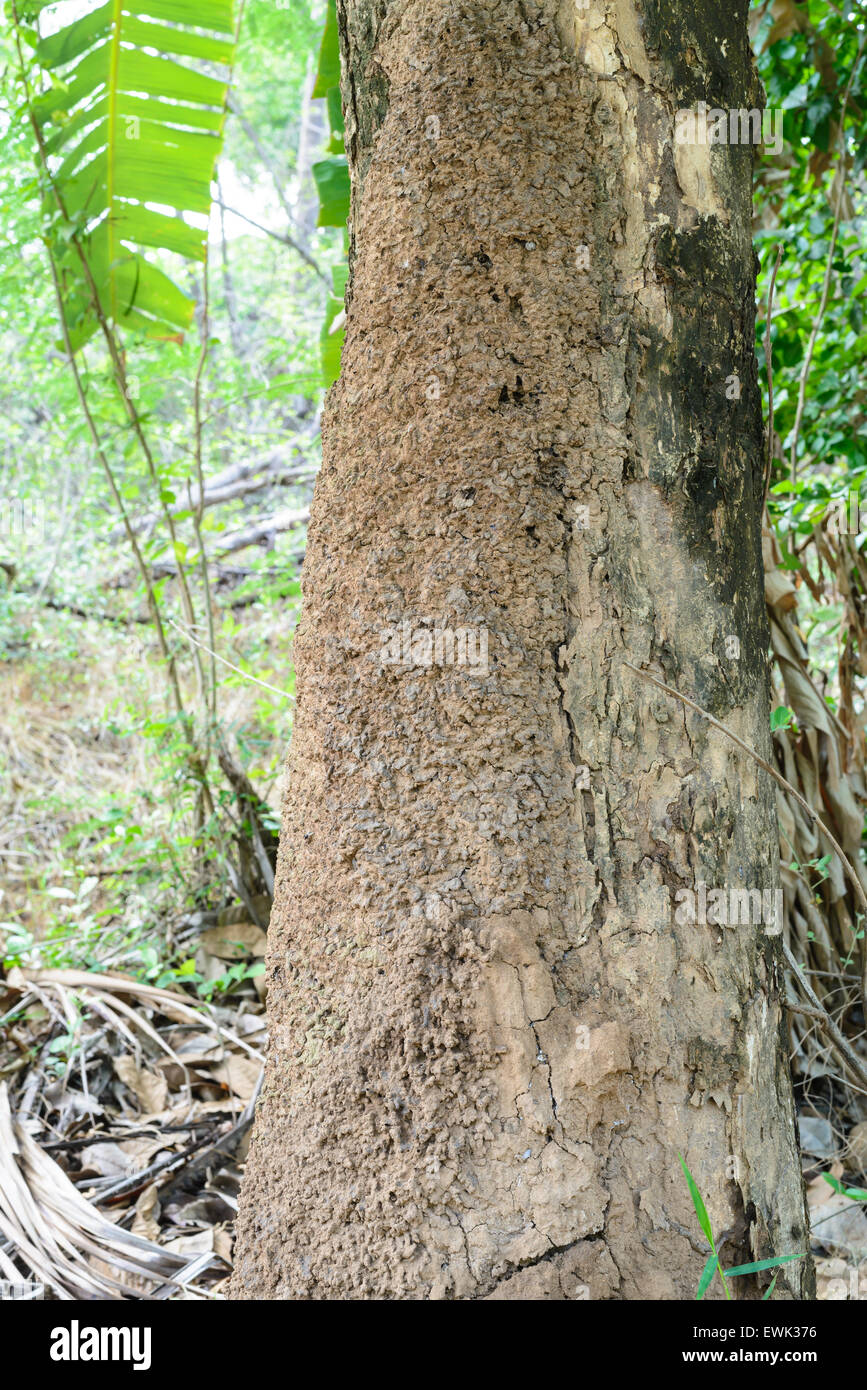 Termite Nest made from soil under the tree Stock Photo - Alamy