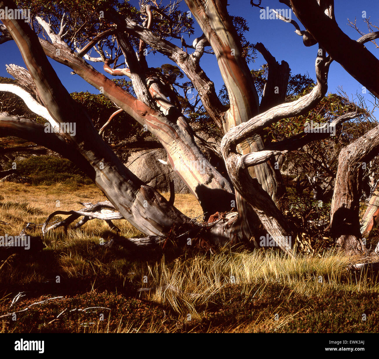 Australia: Snow gums, Snowy Mountains, NSW Stock Photo - Alamy