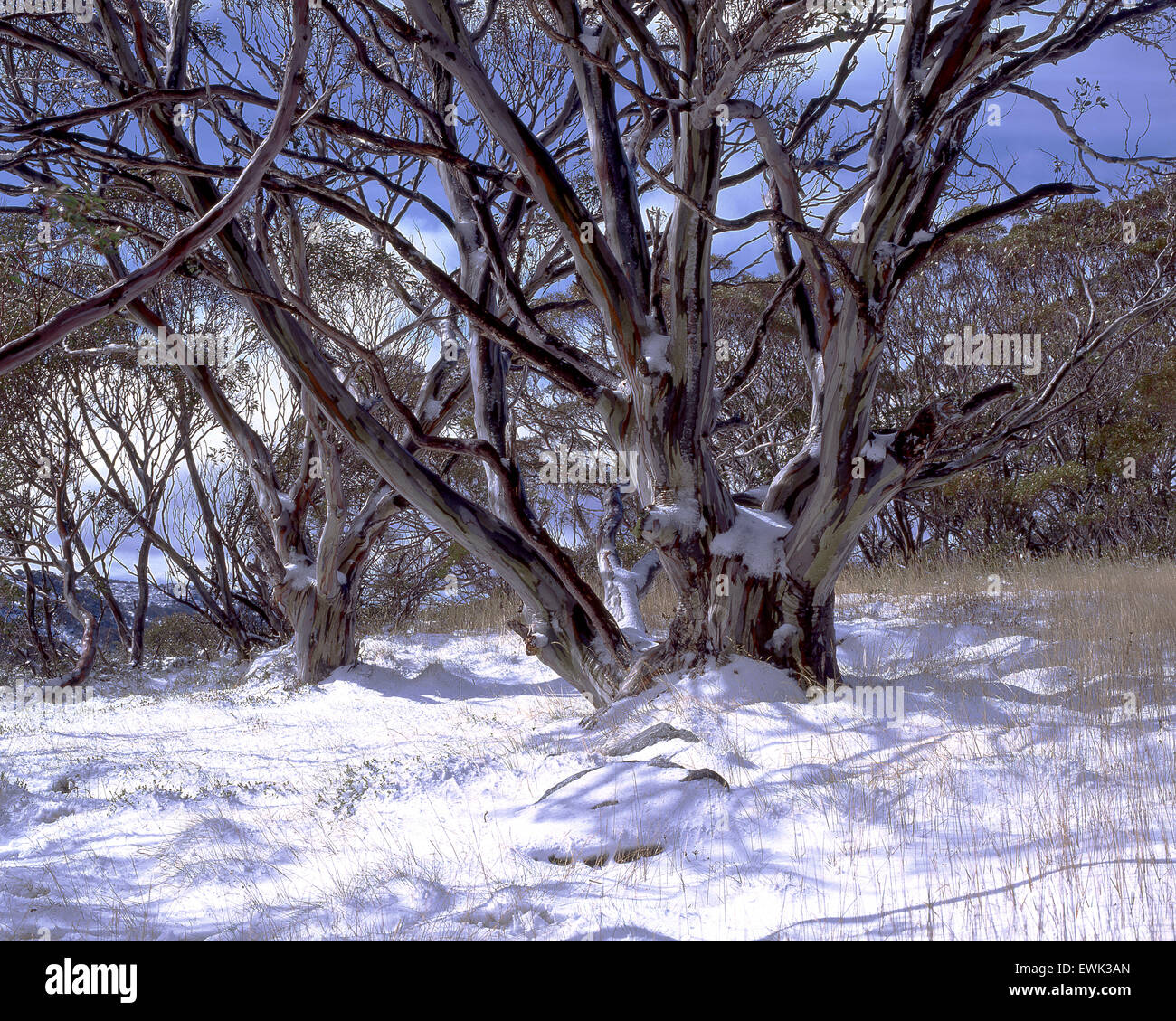 Snow Gums Australia High Resolution Stock Photography and Images - Alamy