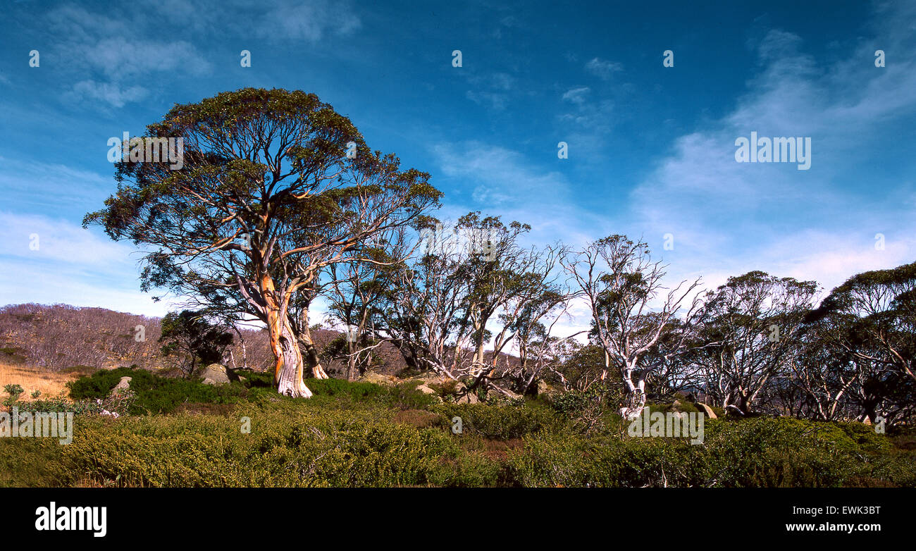 Australia: Snow gums, Snowy Mountains, NSW Stock Photo - Alamy
