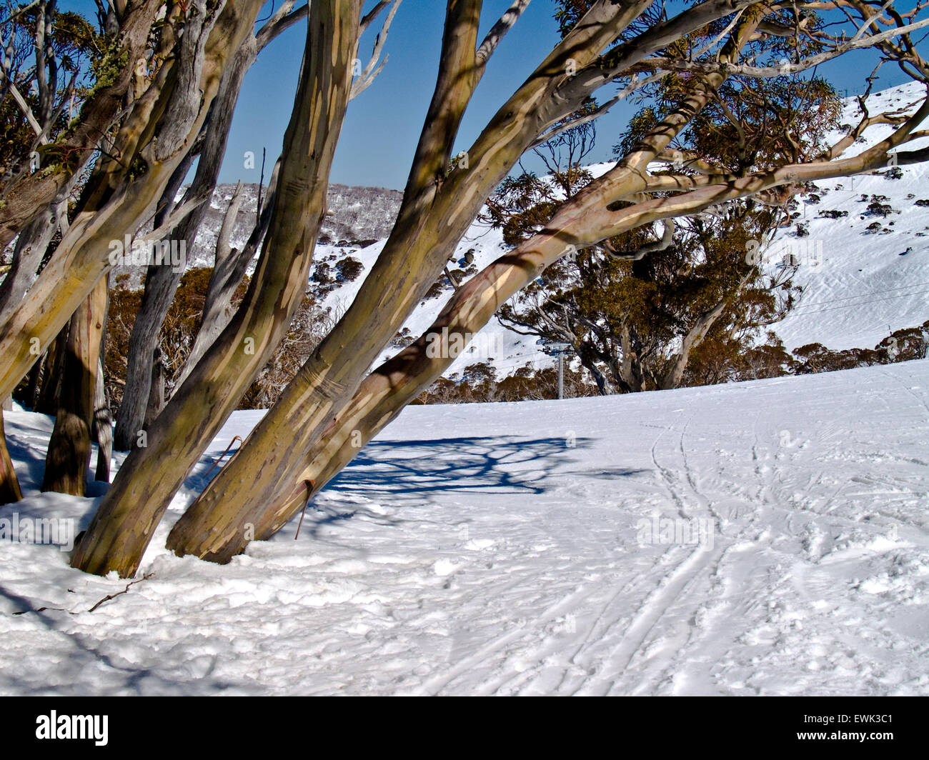 Snow_gums High Resolution Stock Photography and Images - Alamy