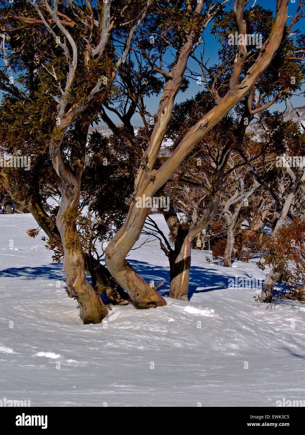 Australia: Snow gums, Snowy Mountains, NSW Stock Photo - Alamy