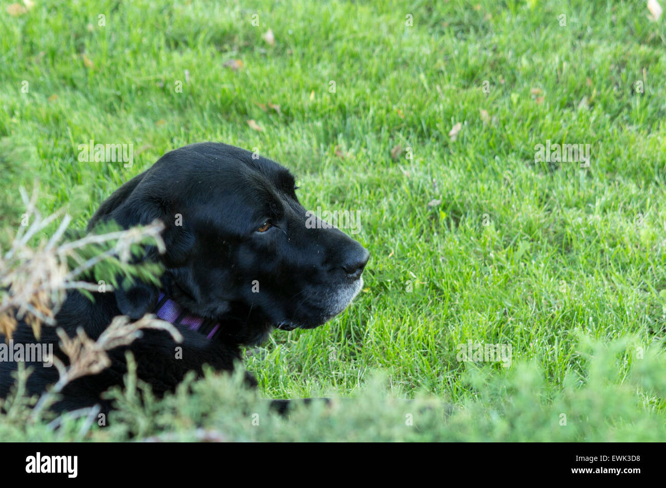 Senior labrador retriever hi-res stock photography and images - Alamy