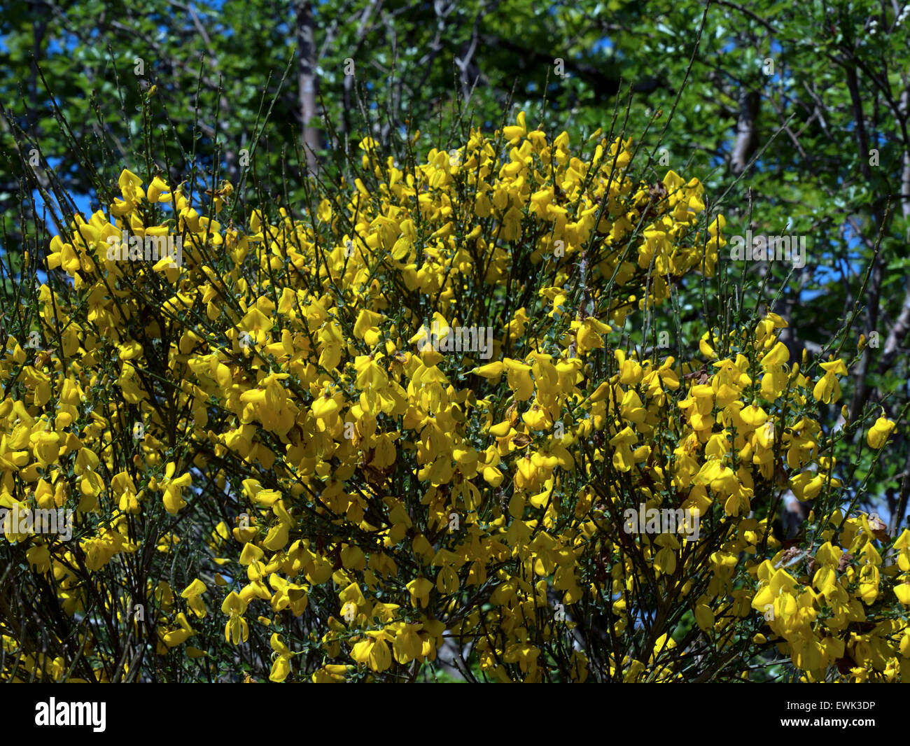 Genisteae Stock Photos & Genisteae Stock Images - Alamy