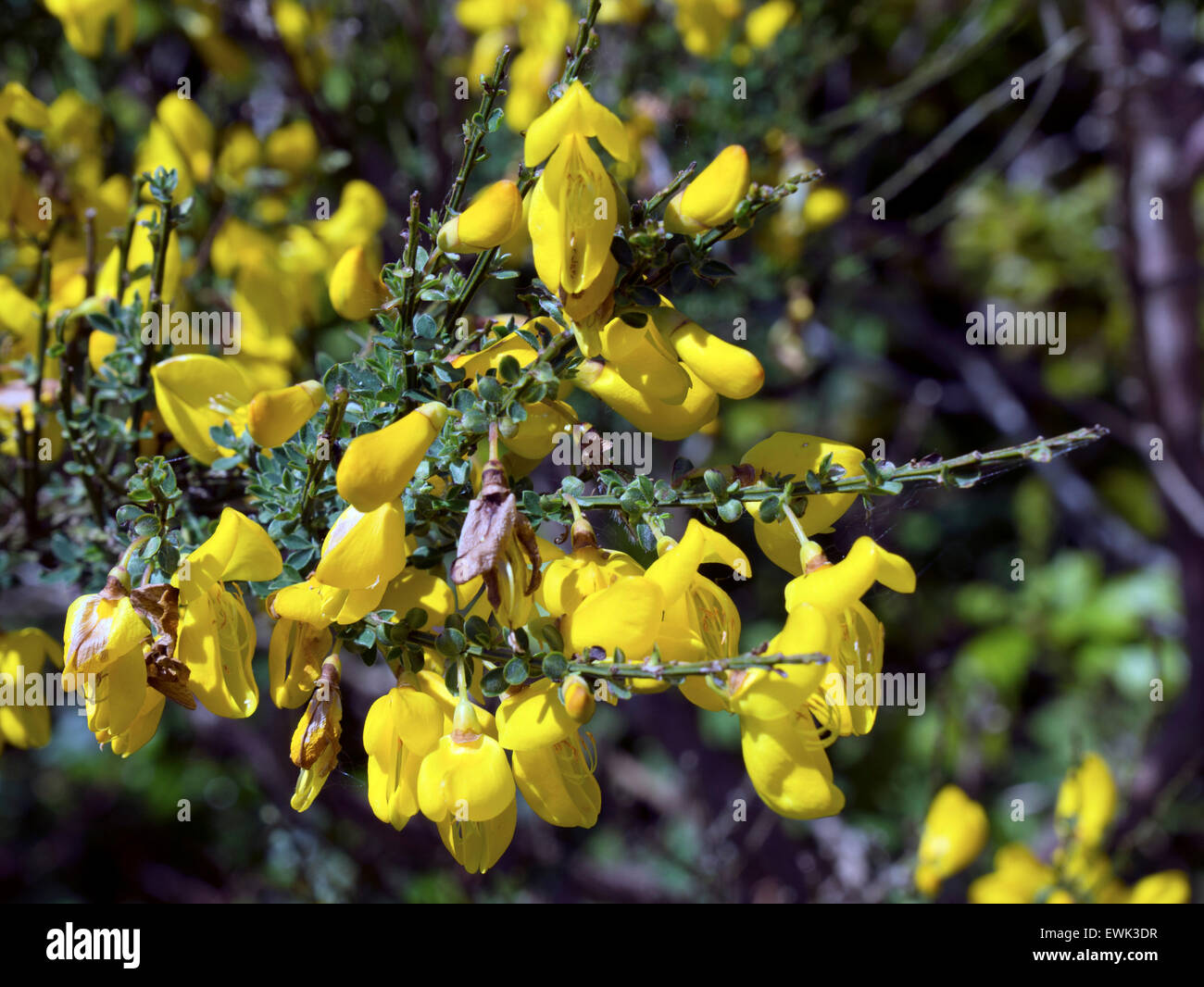 Broom flowers hi-res stock photography and images - Alamy
