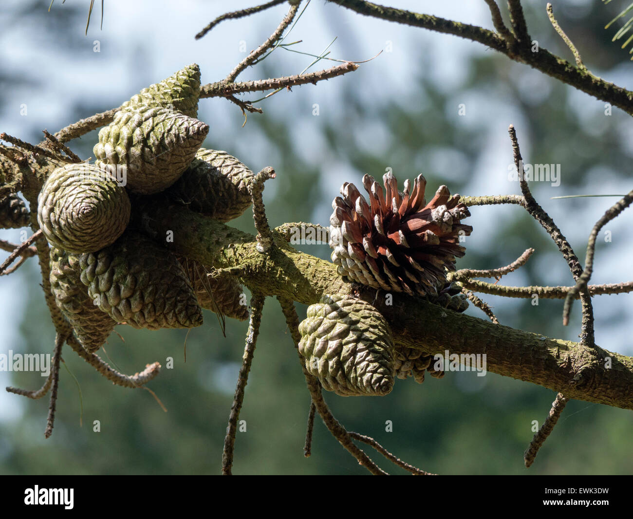 Fircone hi-res stock photography and images - Alamy