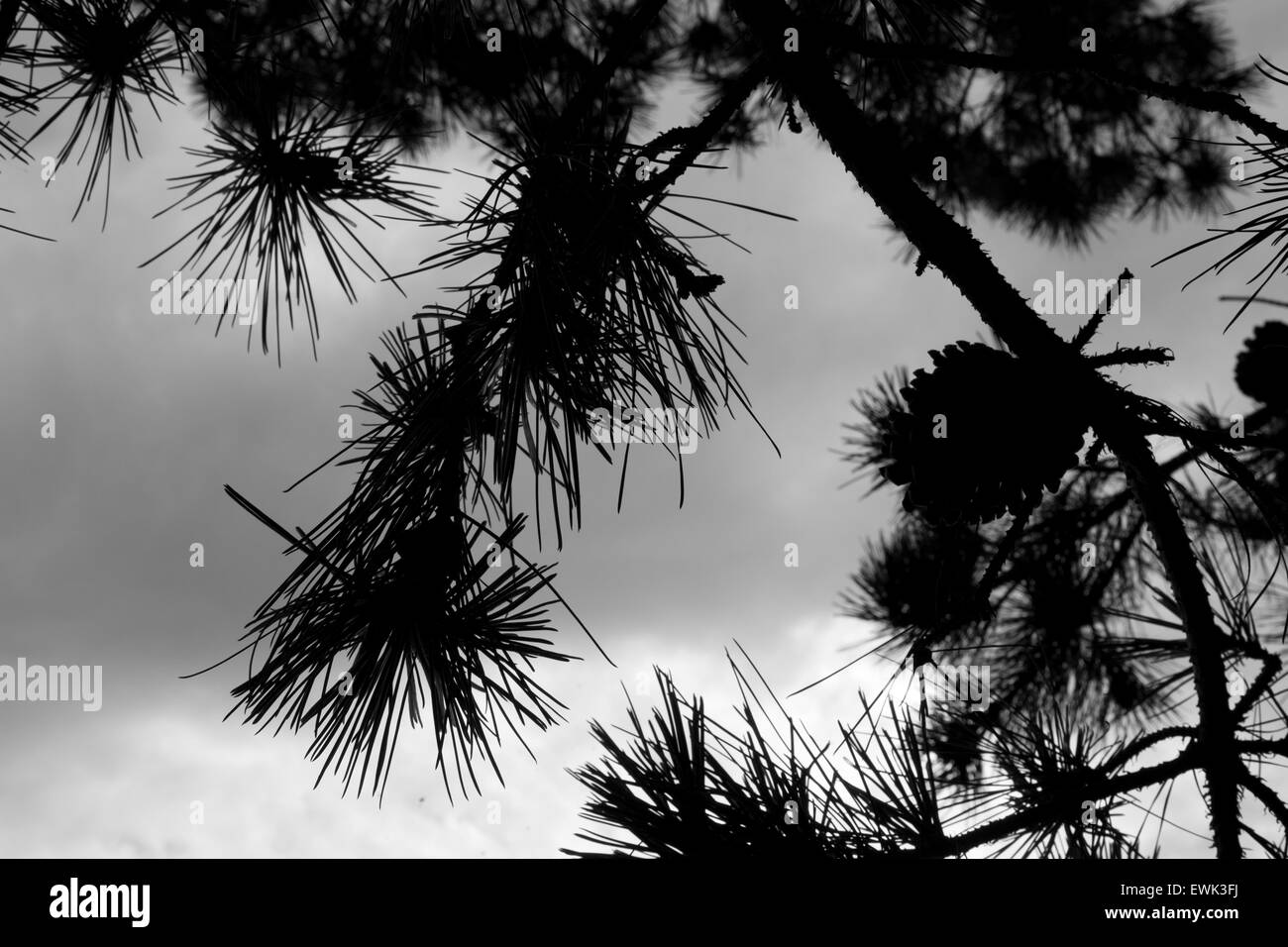 Gloom consume tree Stock Photo - Alamy