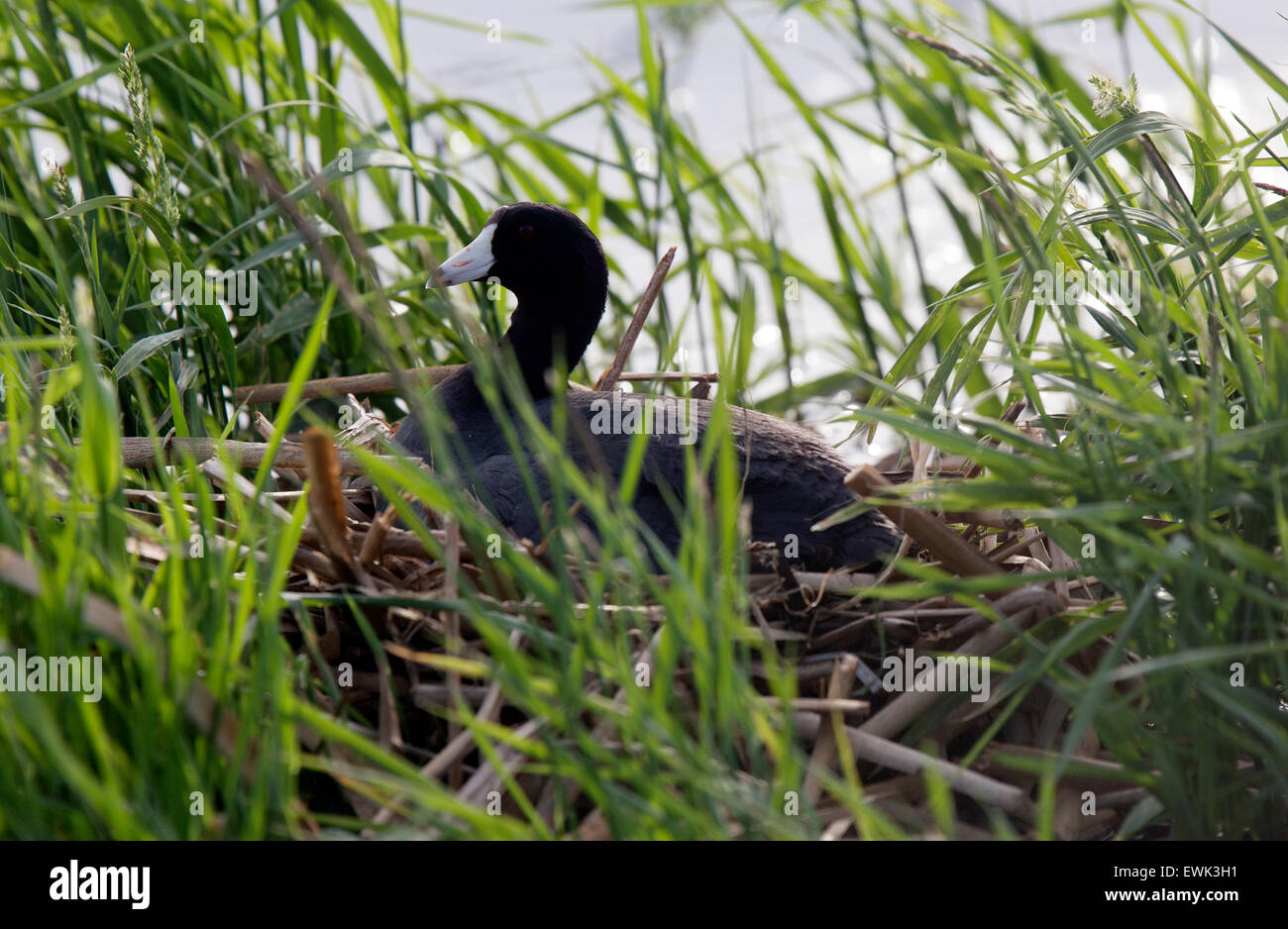 American Coot in Nest in a Saskatchewan Marsh Stock Photo - Alamy