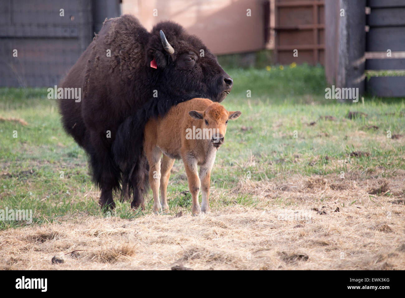 Buffalo bison with young in a corral Stock Photo - Alamy