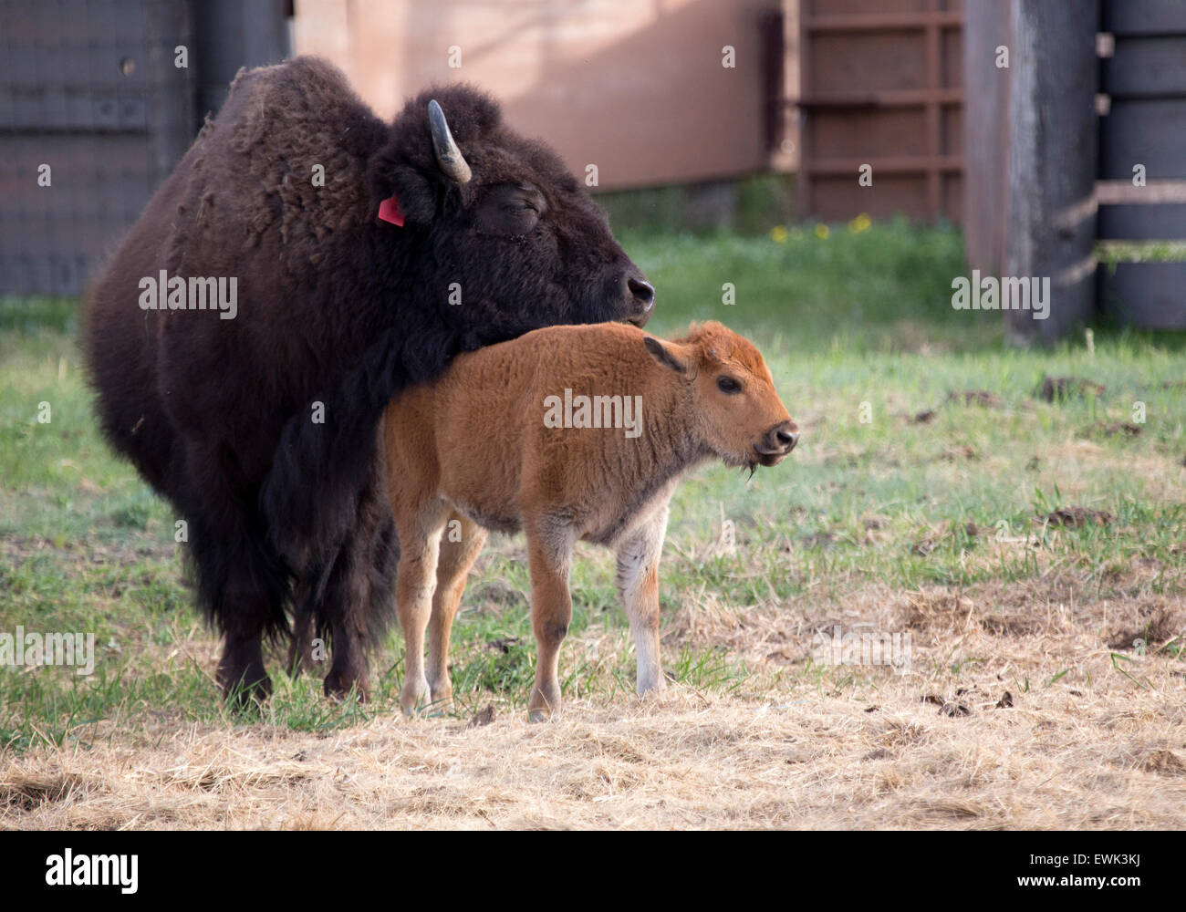 Buffalo bison with young in a corral Stock Photo - Alamy