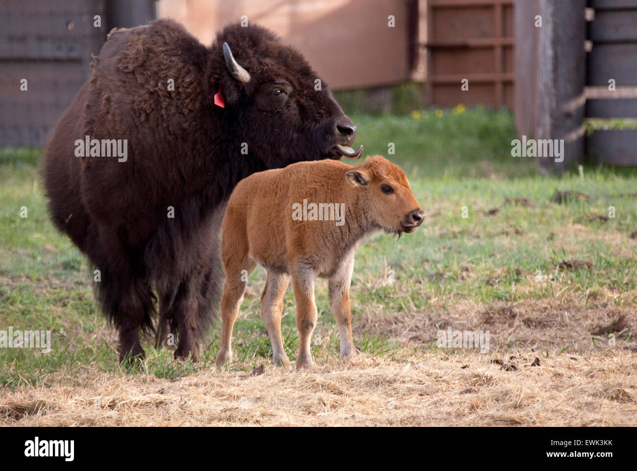 Buffalo corral hi-res stock photography and images - Alamy
