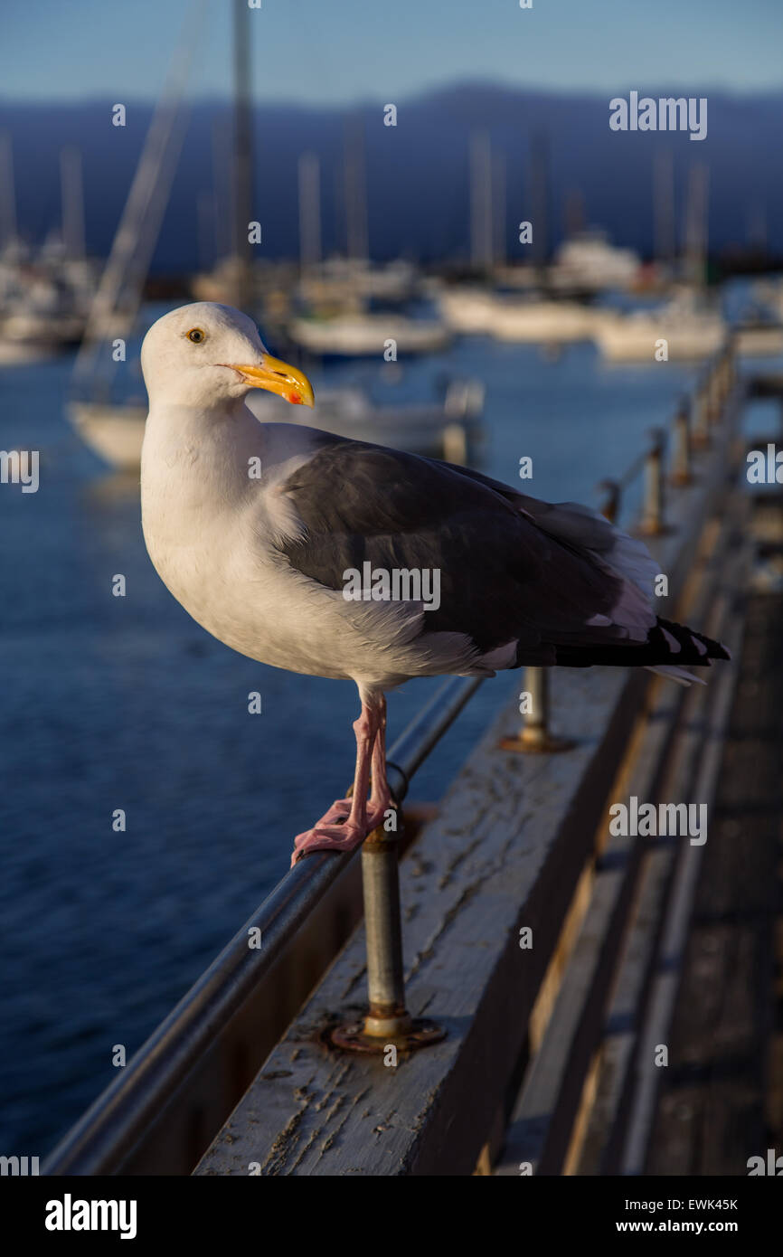 Seagull facing the camera on a pier Stock Photo - Alamy