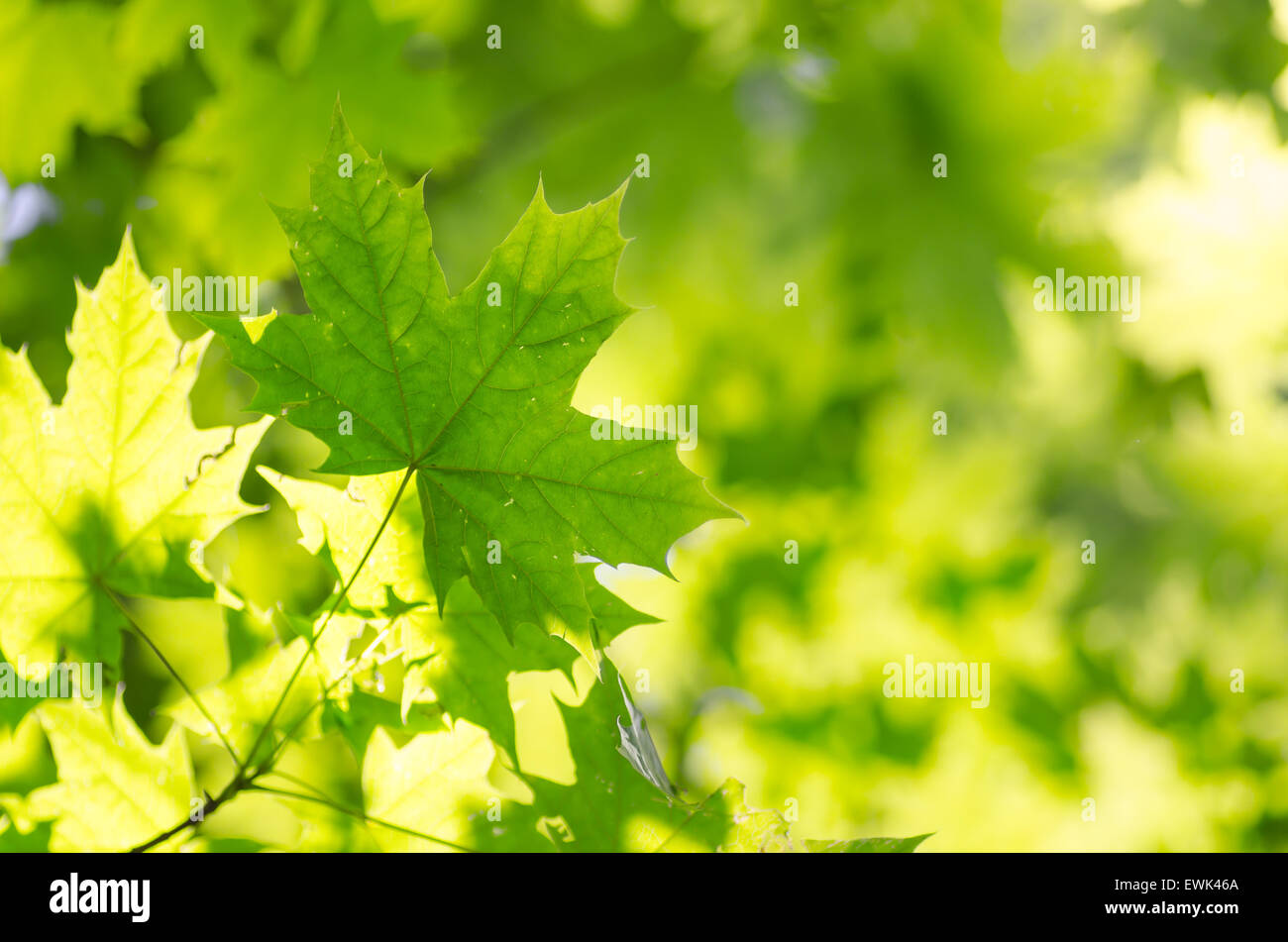 Green spring hi-res stock photography and images - Alamy
