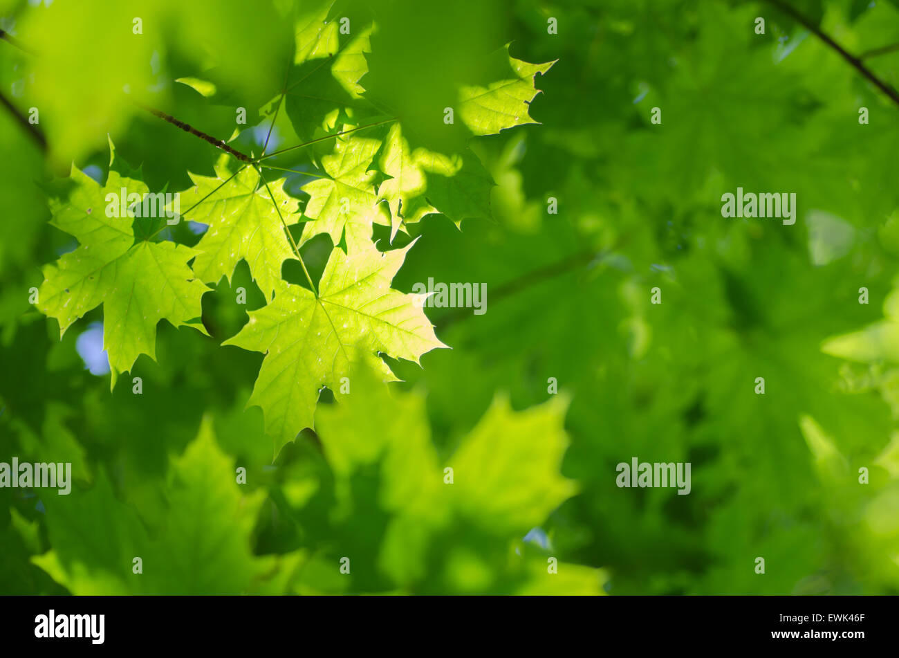 Green spring hi-res stock photography and images - Alamy