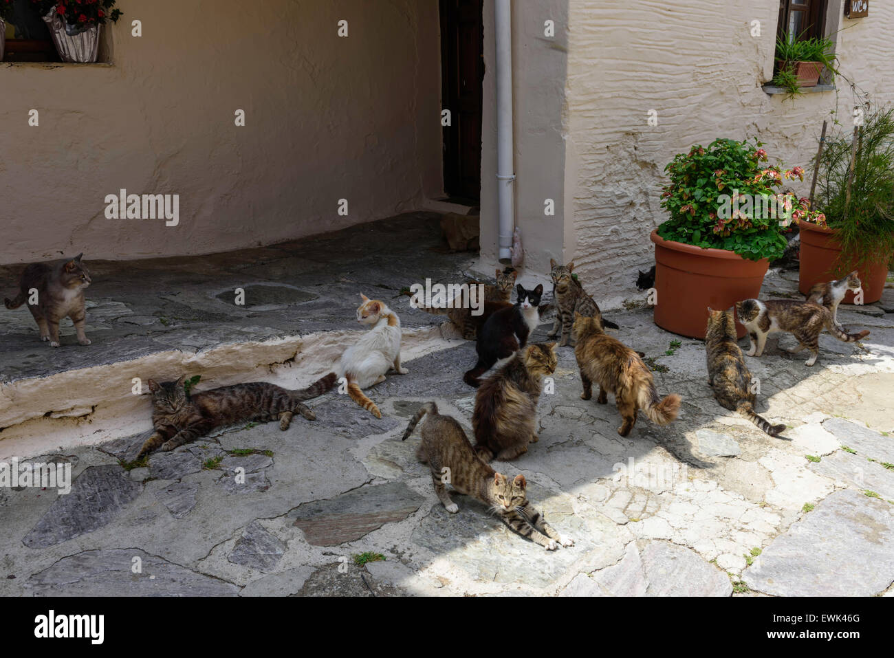 Cats of greece hi-res stock photography and images - Alamy