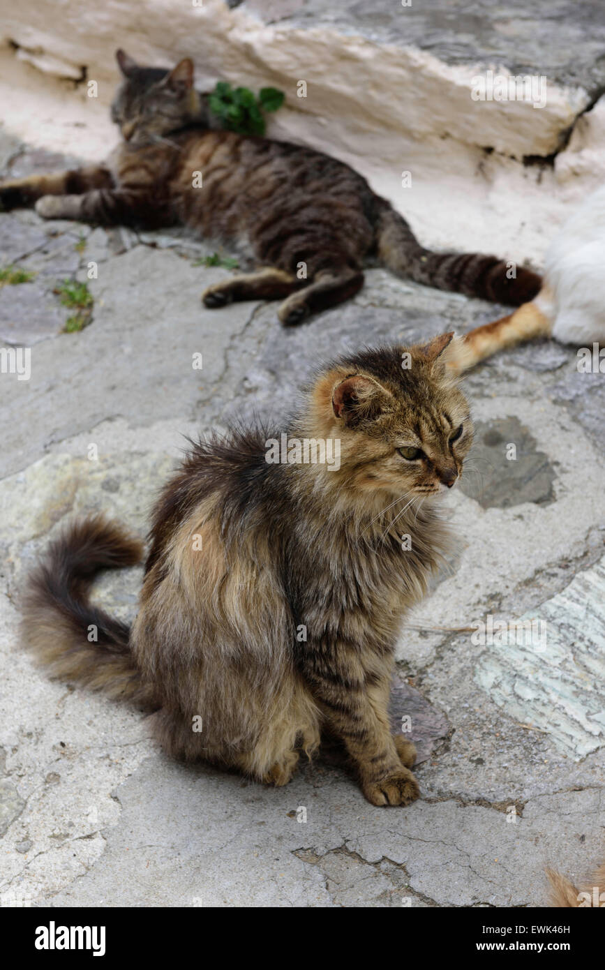 Cats of greece hi-res stock photography and images - Alamy