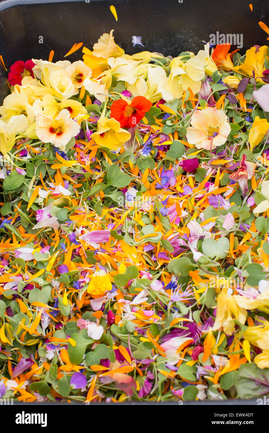 Edible sprouts and flowers at Sebastopol farmer's market, Sonoma County ...
