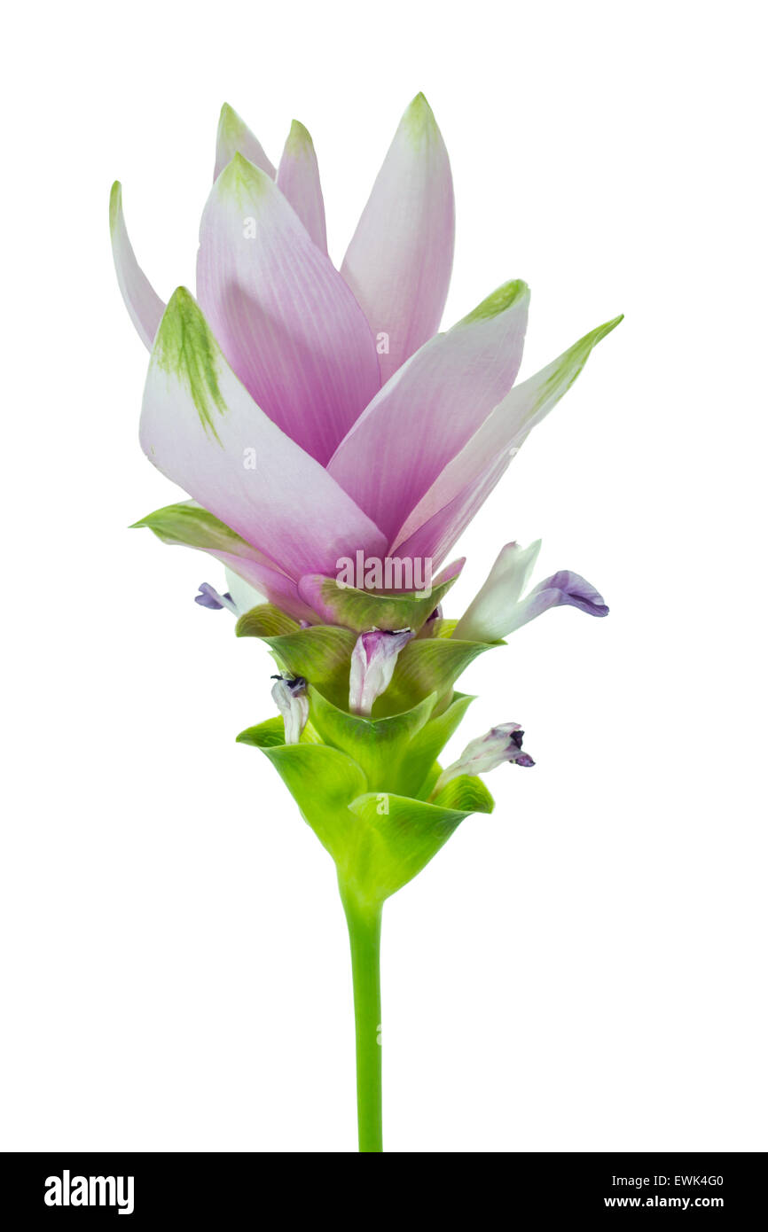 'Curcuma Alismatifolia' flower or 'Siam Tulip' isolated on white ...
