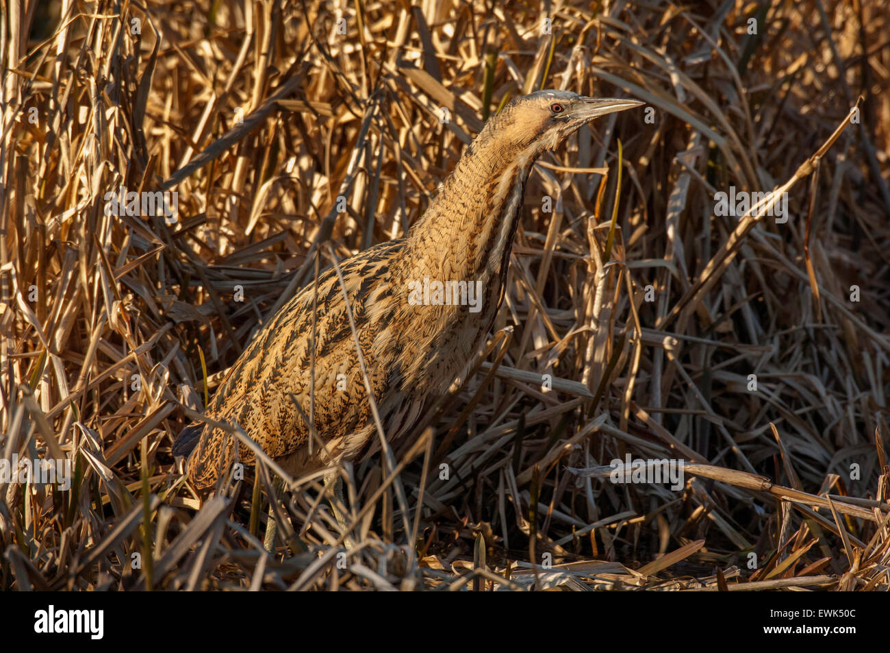 Bittern And Heron Family High Resolution Stock Photography and Images ...