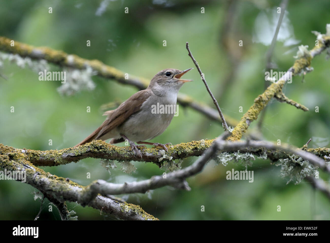 Nightingale, Luscinia megarhynchos, single bird on branch, Majorca ...