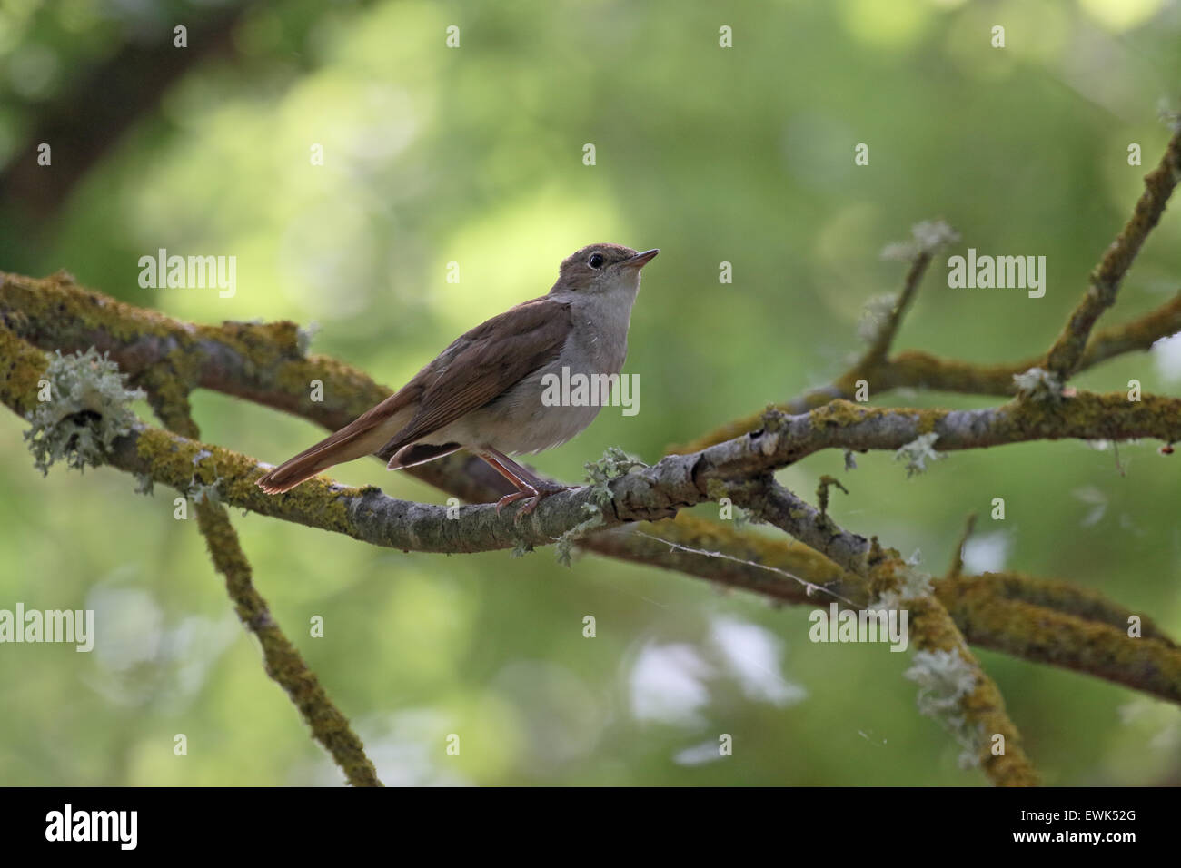 Nightingale, Luscinia megarhynchos, single bird on branch, Majorca ...