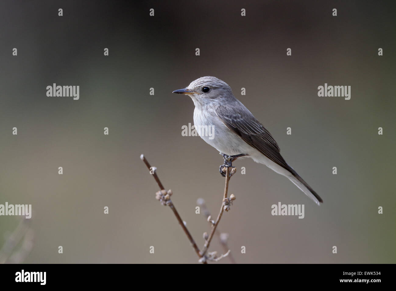 Spotted flycatcher, Muscicapa striata balearica, Majorca race single ...