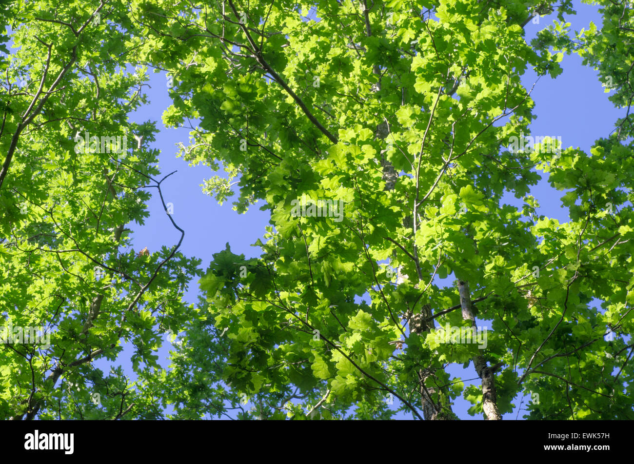 Summer leaves branches oak hi-res stock photography and images - Alamy