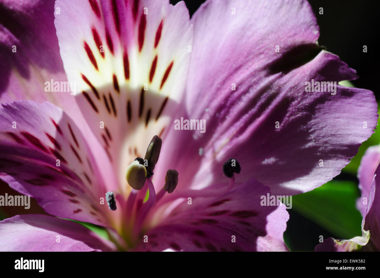 macro of pink lilly flower Stock Photo - Alamy