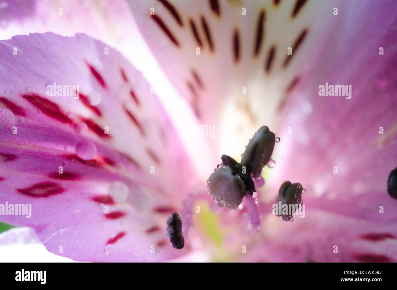 macro of pink lilly flower Stock Photo - Alamy