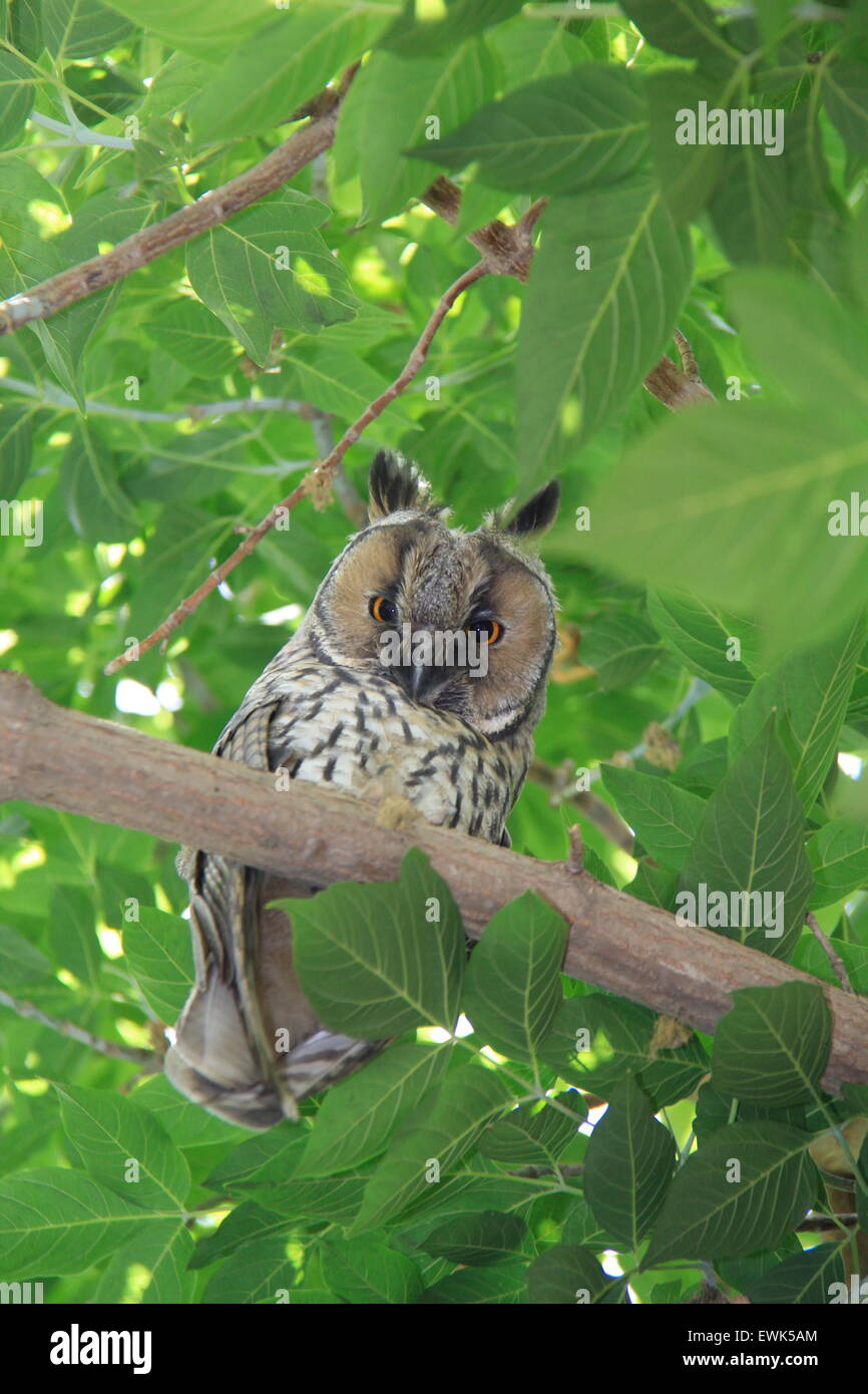 Little owl on tree hi-res stock photography and images - Alamy